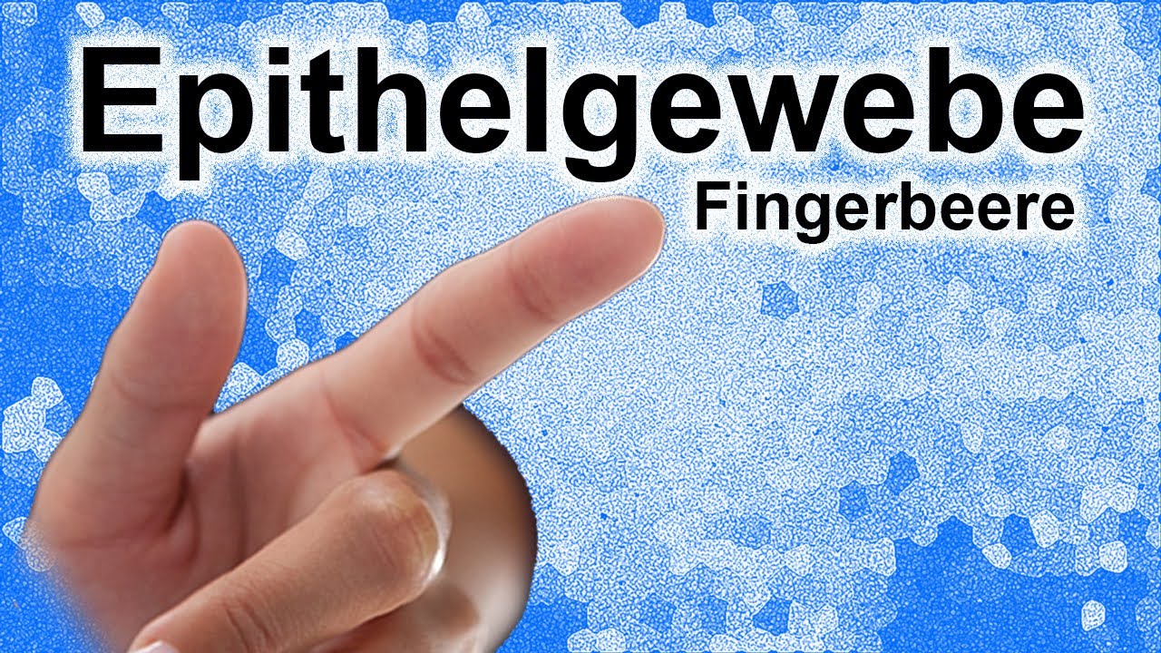 Epithelgewebe (Teil 3) - Fingerbeere - YouTube