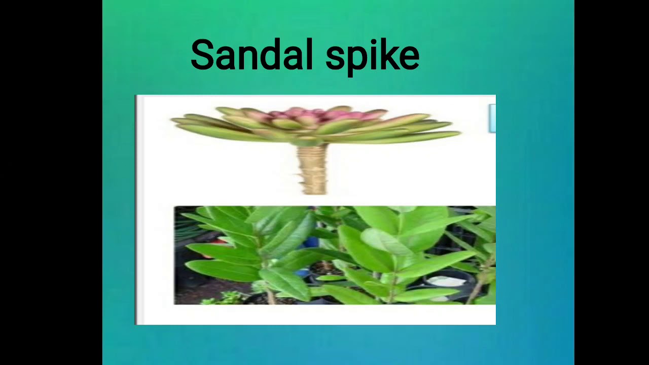 Sandal spike - YouTube