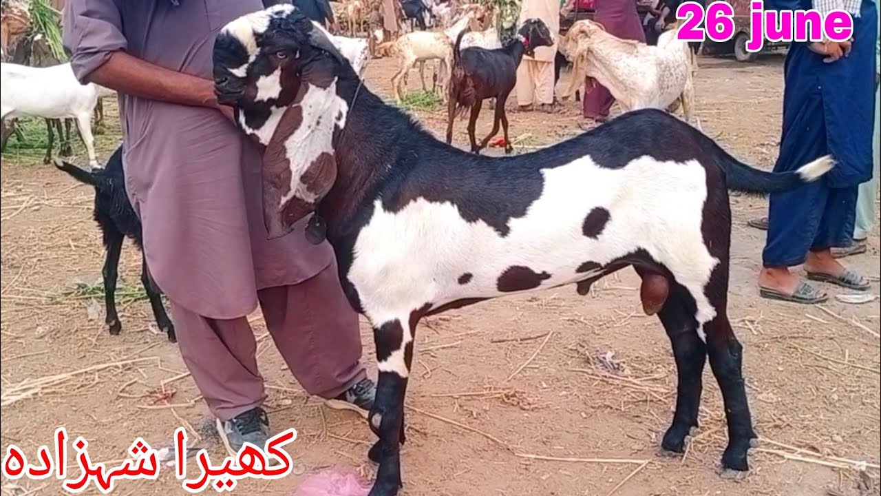 Pure makhi cheene bachon ke fresh rate age 5se lekr 6.6 months wale bache ||ludan bakra mandi ...