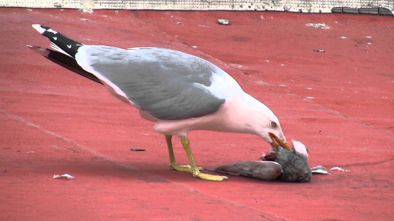 Seagulls eat a pigeon - YouTube