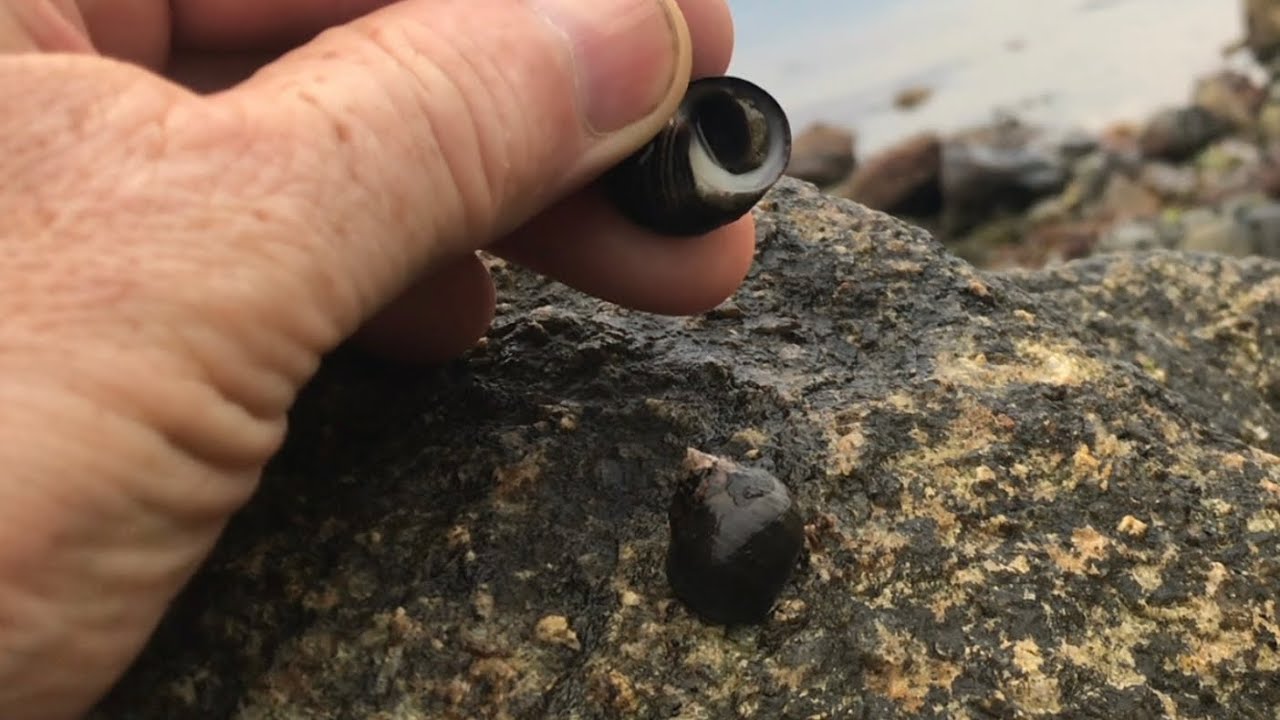 perrywinkle, winkle, winkle, whelk, SEA SNAIL, a marine gastropod ...