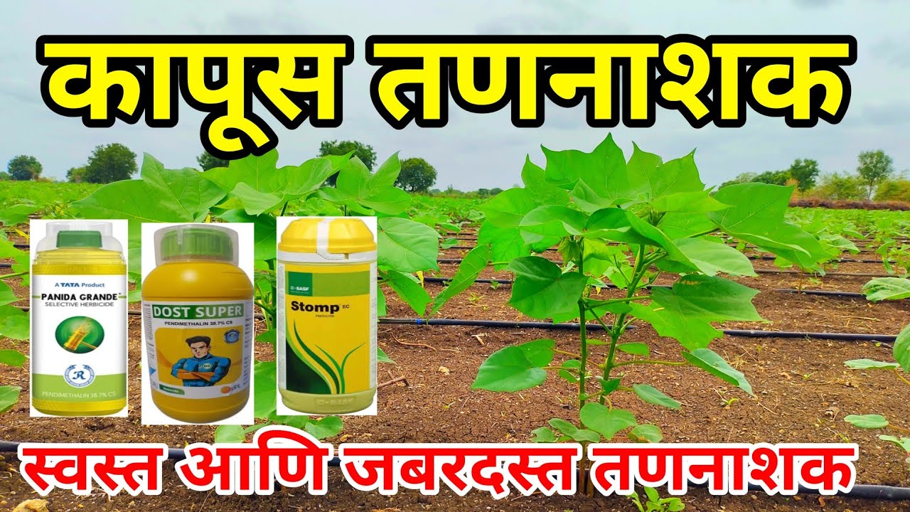 कापूस पिकातील तणनाशक | Cotton herbicide | कपाशी तणनाशक | कापूस लागवड ...