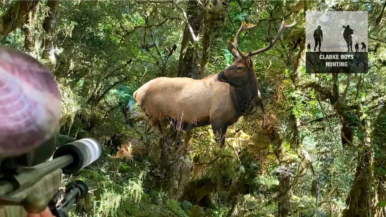 WAPITI ADVENTURE! The hunt for the New Zealand Wapiti/Elk in the bugle ...