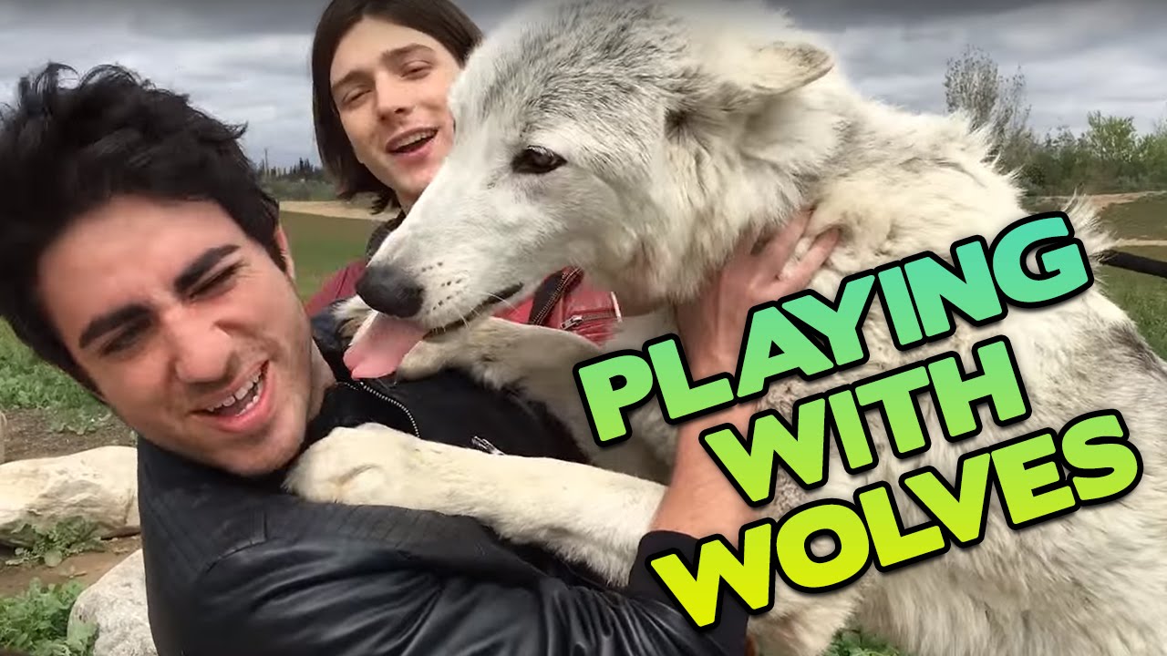 Playing With Wolves - YouTube