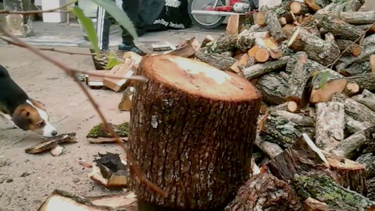 How To Split Big Rounds Hardwood Firewood YouTube how-to-split-big-rounds-hardwood-firewood-youtube