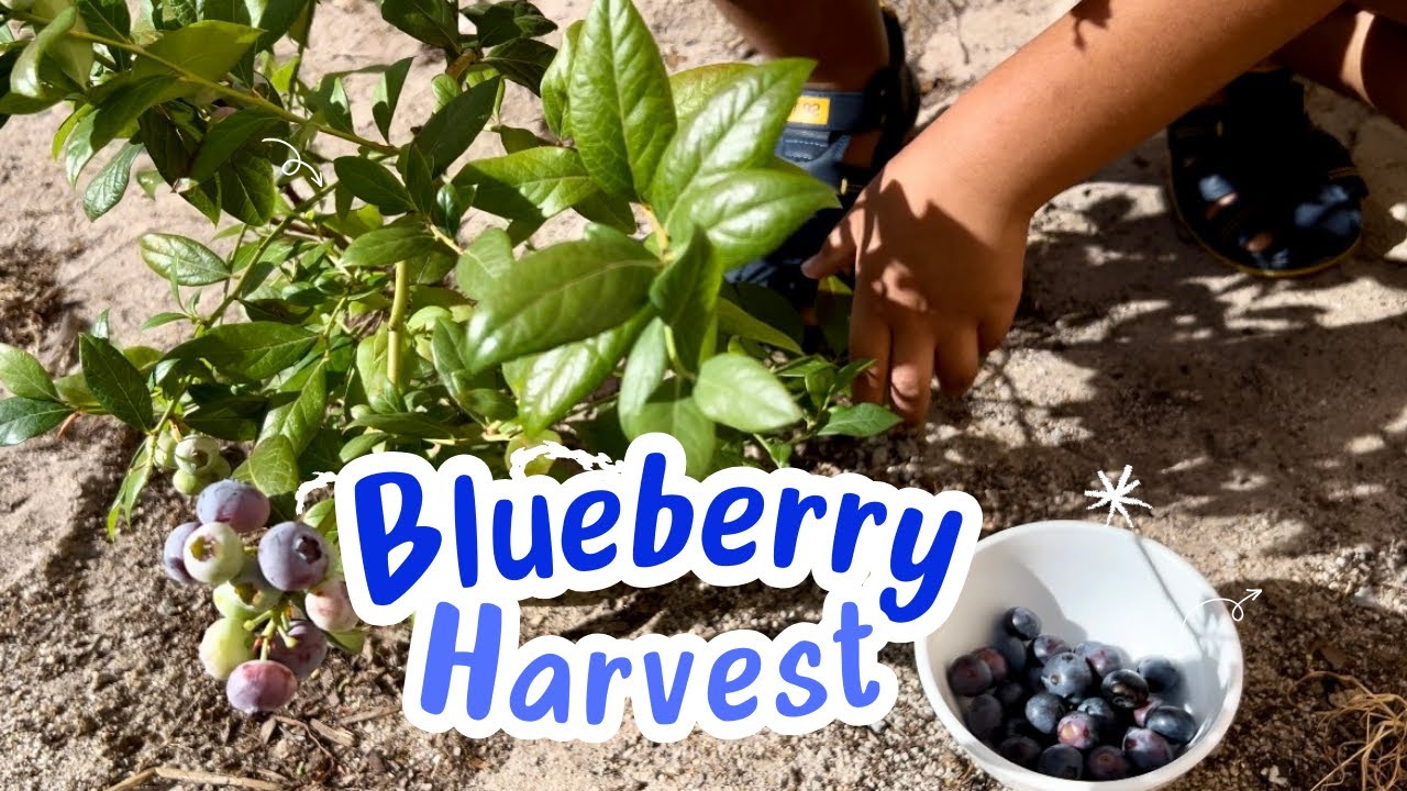 Blueberry Harvest: The boys had a blast harvesting blueberries from our ...