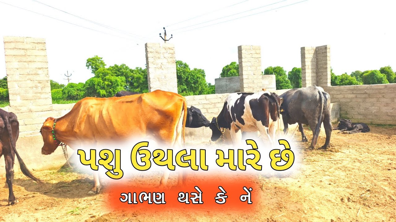 પશુ ઉથલા કે મારે છે (ગાય) કે :ભેંસ: જ્યારે ગરમીમાં આવે તો કઈ કાળજી ...