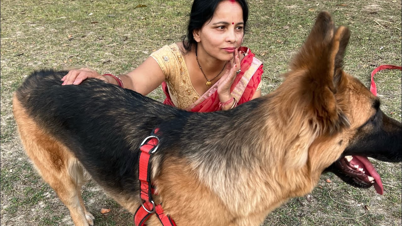 Maa or champ ki masti 🐶🥰😂 ️#dog #champ #doglover #germanshepherd #cute ...