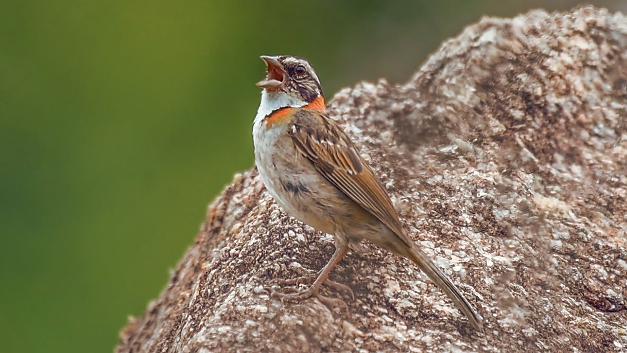 Tico tico explendido cantando ao vivo na natureza para ensinamento de ...