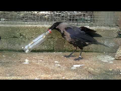 Flaschen-Spiele