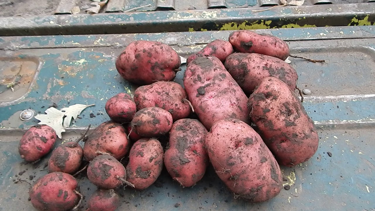 Large potatoes - YouTube