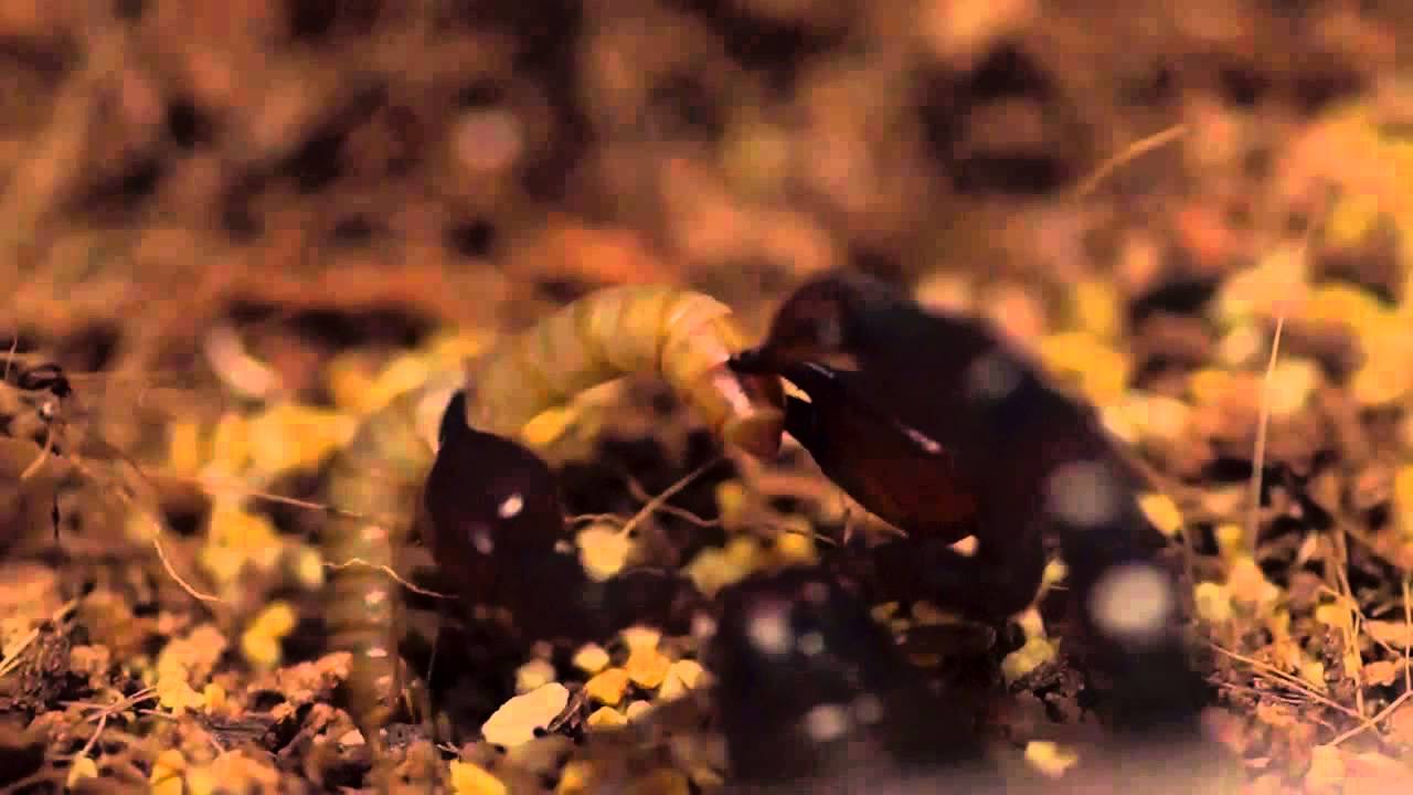 Scorpion catching eating prey. - YouTube