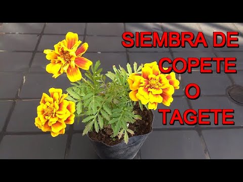 SIEMBRA DE COPETE O TAGETE - YouTube