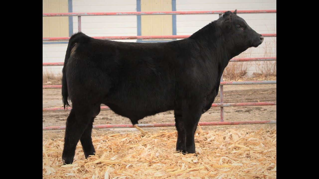 Lot 38 Basin Payweight x DE F103 - YouTube