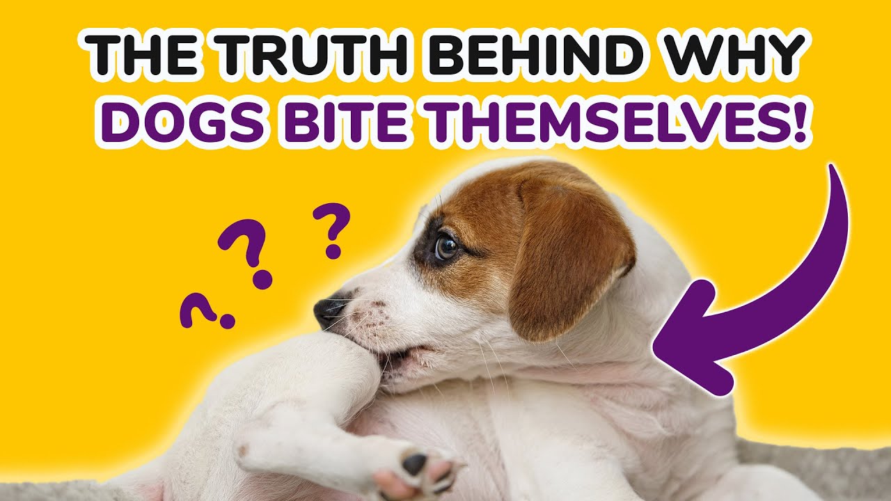 Itchy Dog? 8 Possible Reasons for Self-Biting Behavior | PetMade - YouTube
