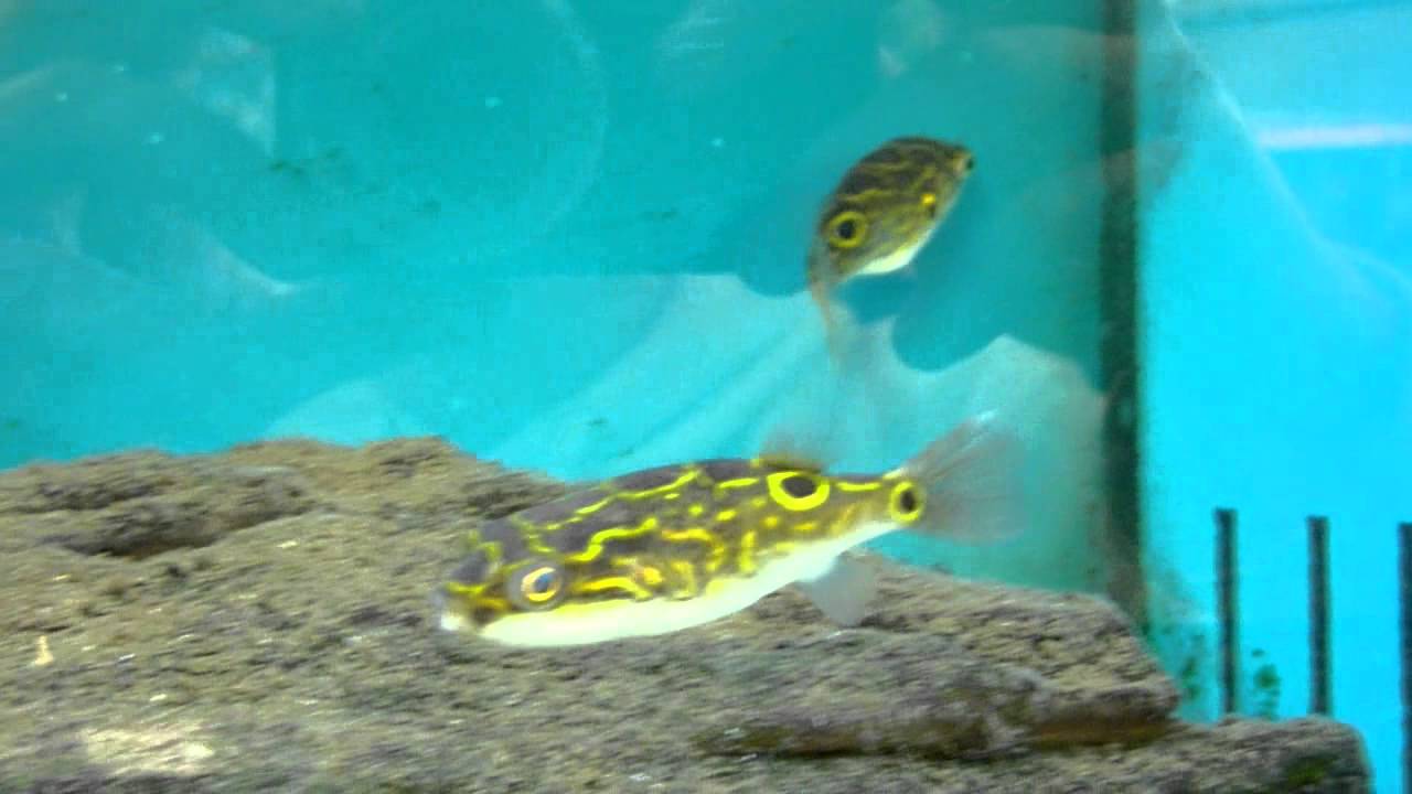 Tetraodon Biocellatus (Figure Eight Puffer) - YouTube