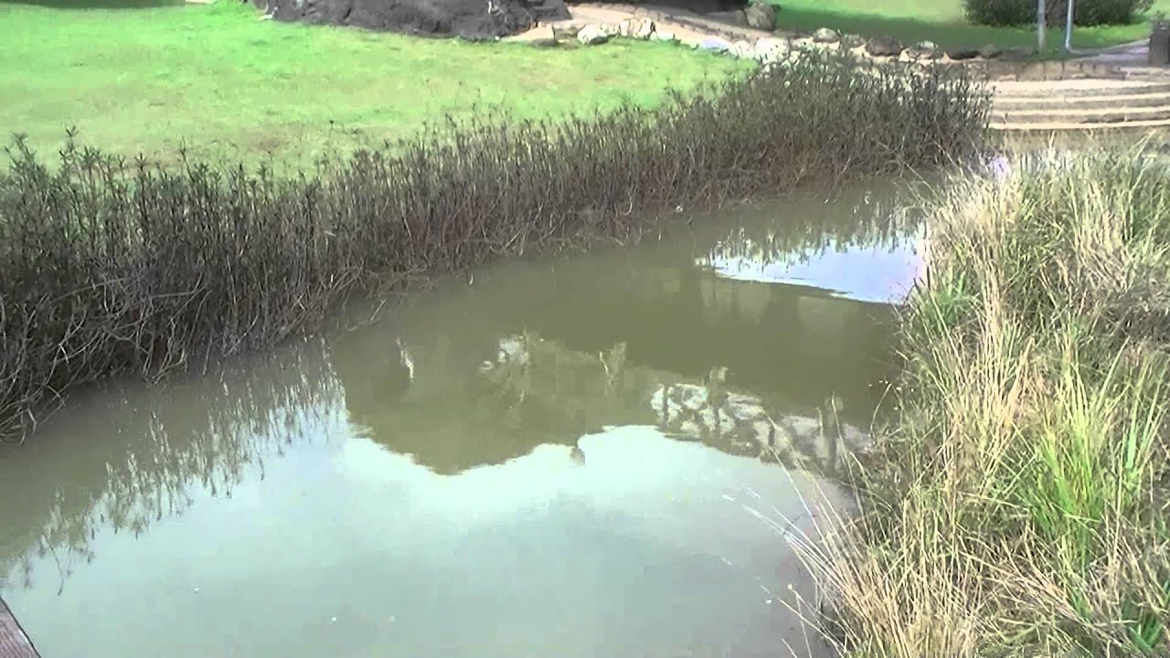 Ecological pool, boardwalk, fish in the water, YangMin Park, Taoyuan ...