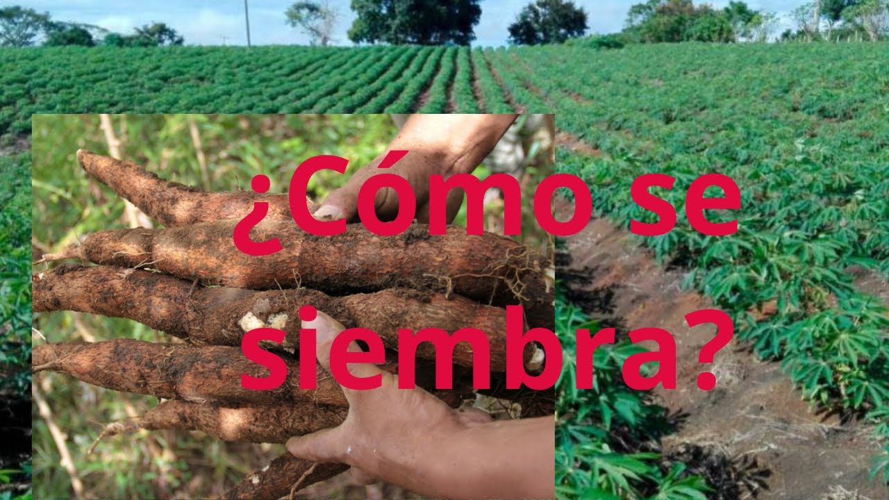 ¿Ya sabe cómo sembrar yuca? ¡Le enseñó! - YouTube