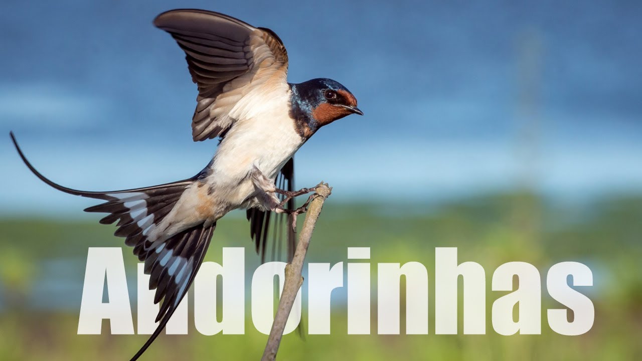 Características das Andorinhas (Hirundo Rustica) 😍 Curiosidades, Canto ...
