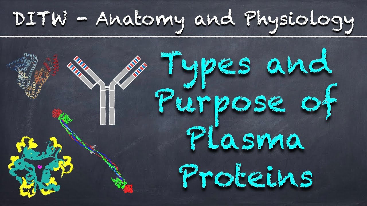 DITW - Types and Purpose of Plasma Proteins - YouTube