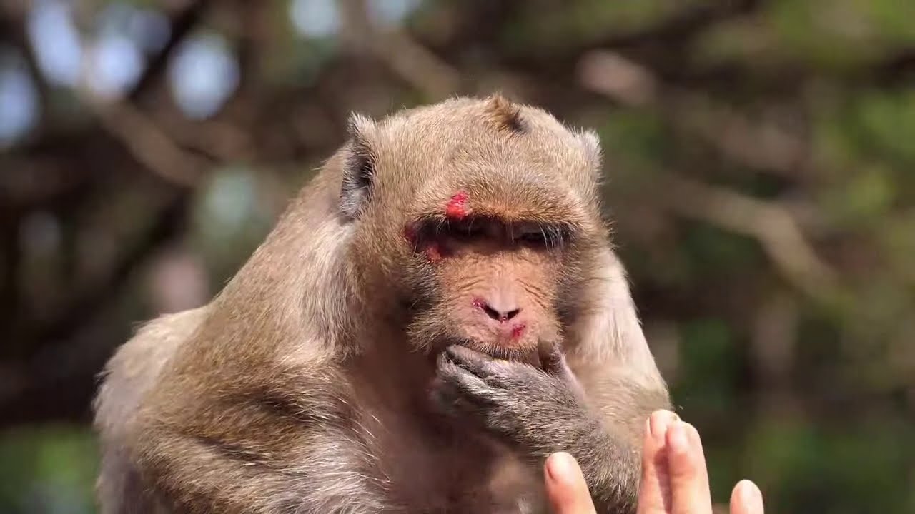 Breaking Sad NEWS ! Monkey Sweet Pea had accident today, while he is ...