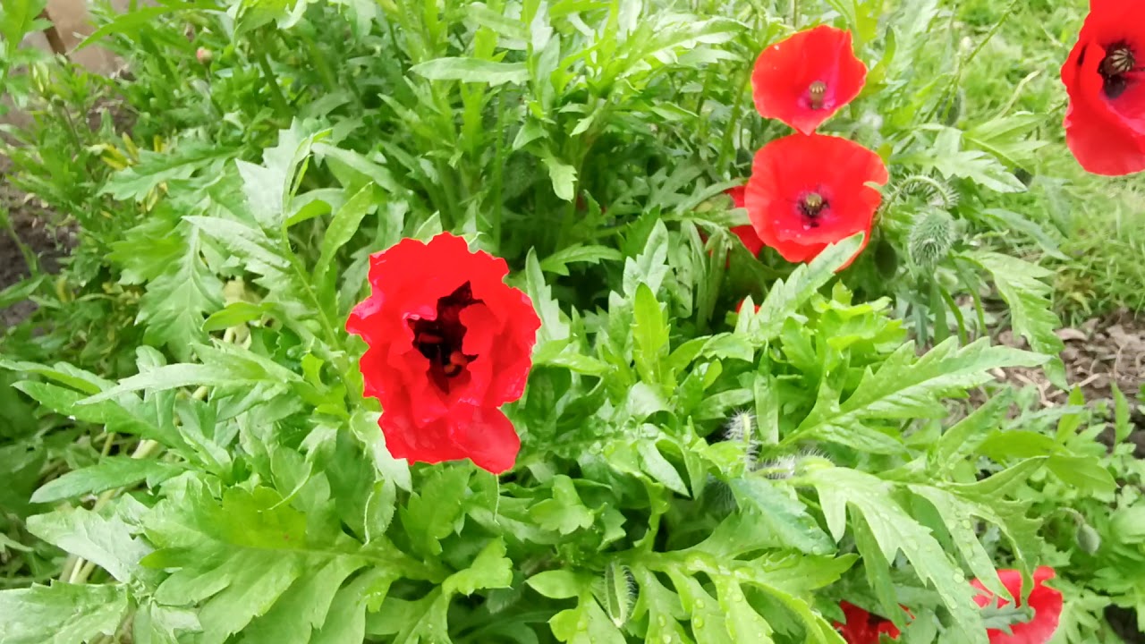Poppy flower and bird sings - YouTube