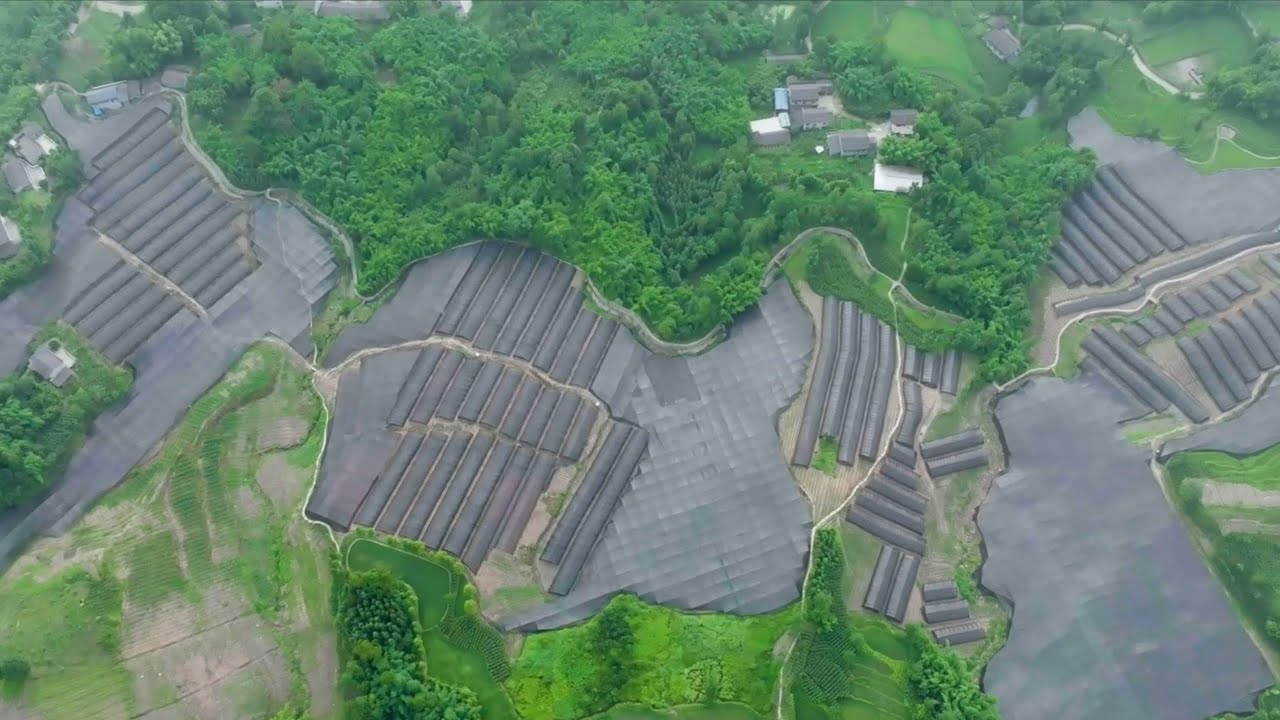 Inside Sentaiyuan Konjac Factory: From Farm to Fork | Konjac Processing ...