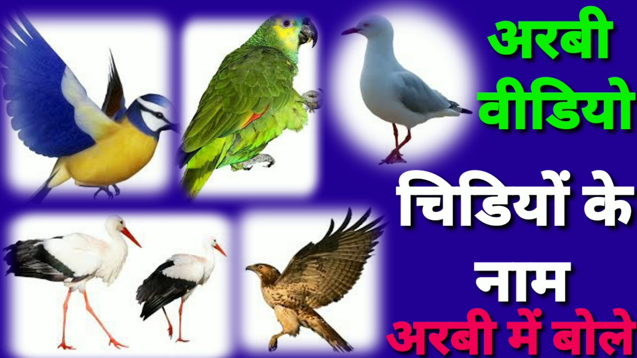 Arabic Video/अरबी में बोले चिड़ियों के नाम/Names of birds spoken in ...
