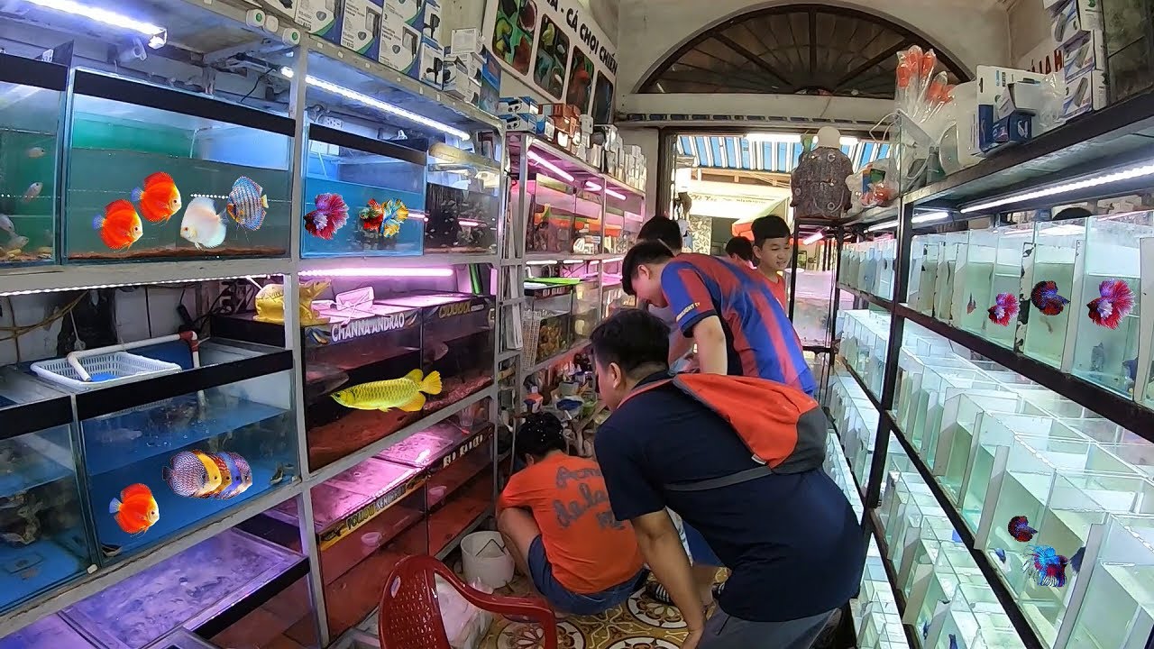 Inside Mysterious Aquarium Fish Market | Lots of Beautiful Fish | Many ...