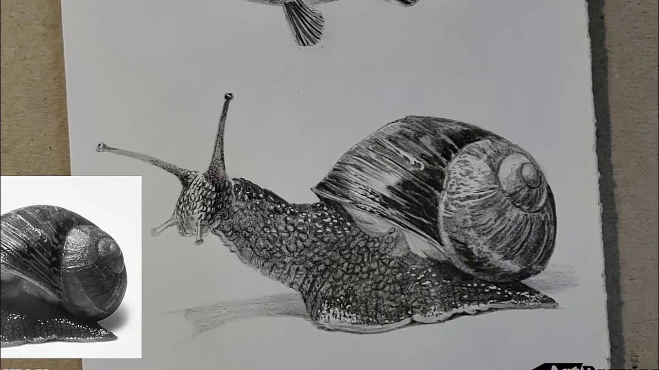 snail draw step by step drawing tutorial - YouTube
