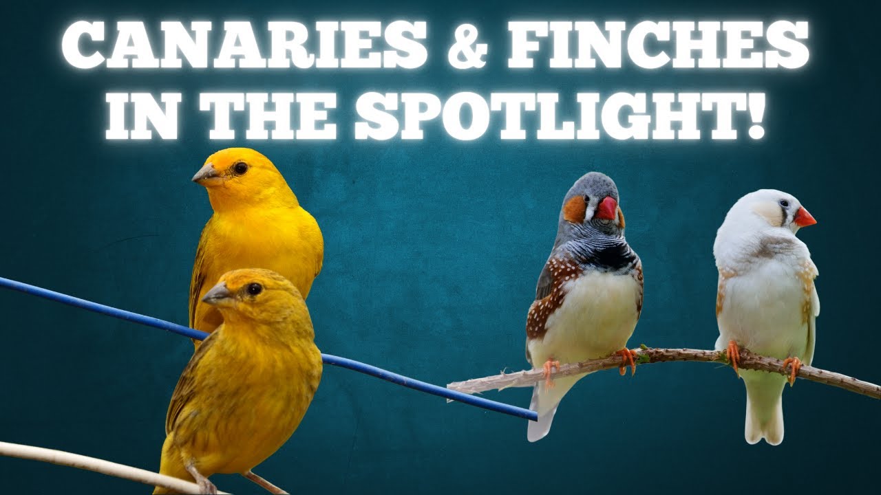 Sweet Melodies from Little Birds Canaries & Finches in the Spotlight ...