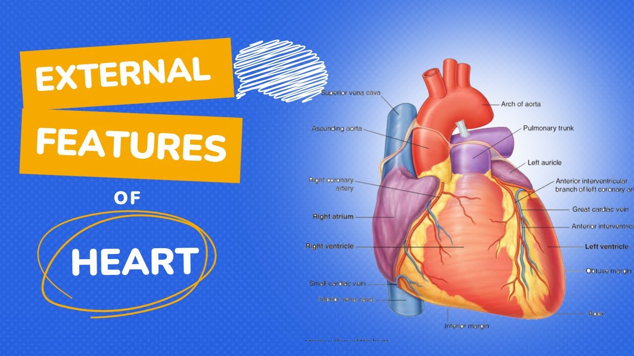 External features of Heart || Thorax Anatomy || Heart Anatomy || - YouTube