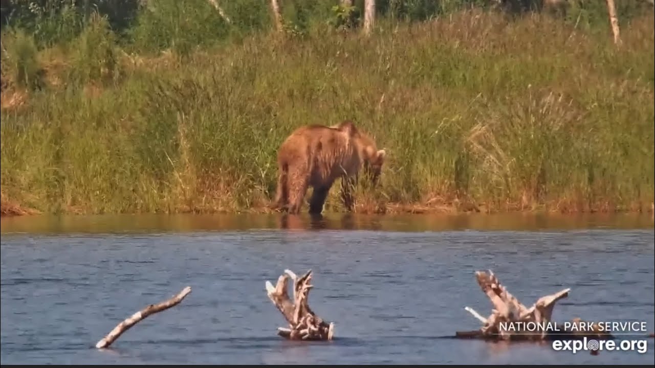 477 Sara, Katmai’s Most Senior Bear, Returns to Brooks River (explore ...
