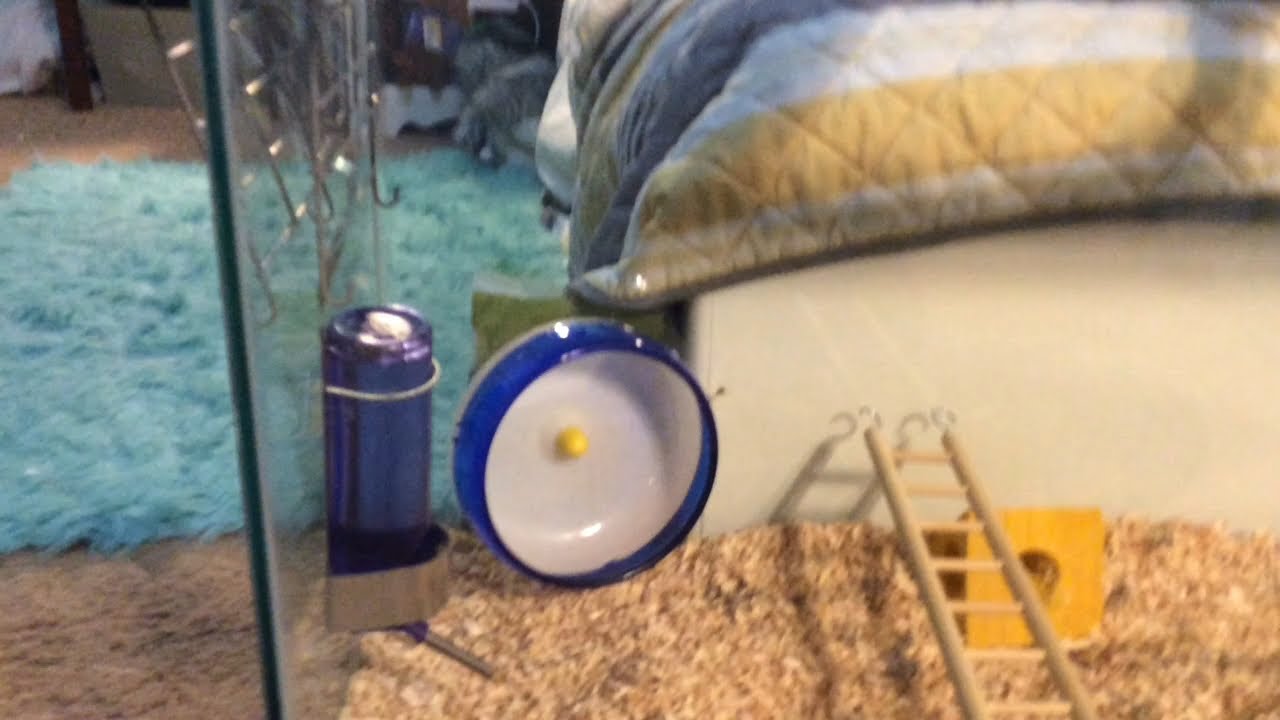 I moved the mice into a 55 gallon tank! - YouTube