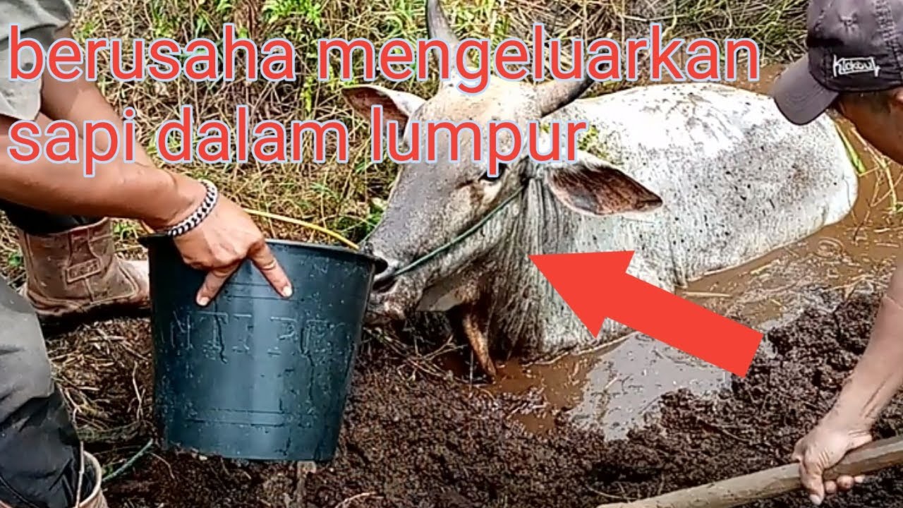cara mengeluarkan sapi masuk parit - YouTube