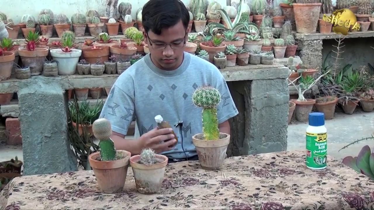 How to remove Insect from your plants - YouTube