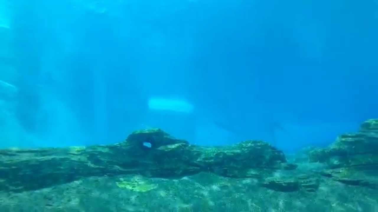 SEA Aquarium - dolphin poop - YouTube