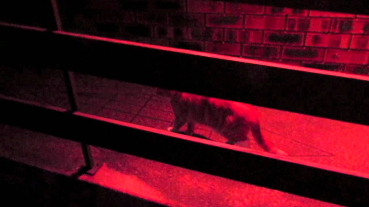Cat Horror Movie Trailer - YouTube