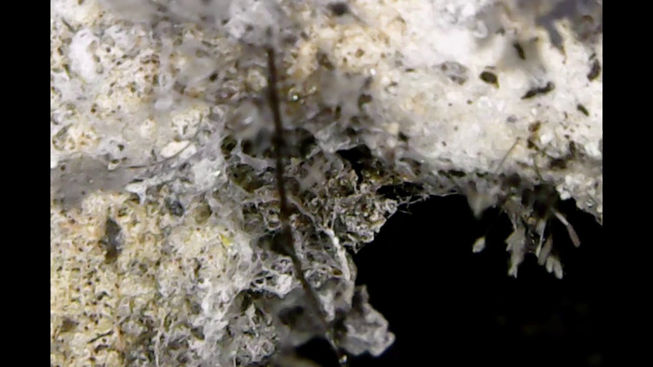 Up Close & Personal - (springtails, nematodes, mites, moss) - YouTube
