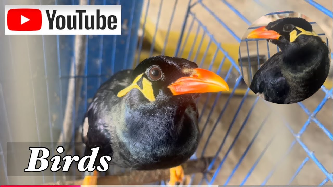 The Bird (myna)#zoo #animalsouds #animalsinthezoo #cambowildanimals #animalsvideo #animals # ...