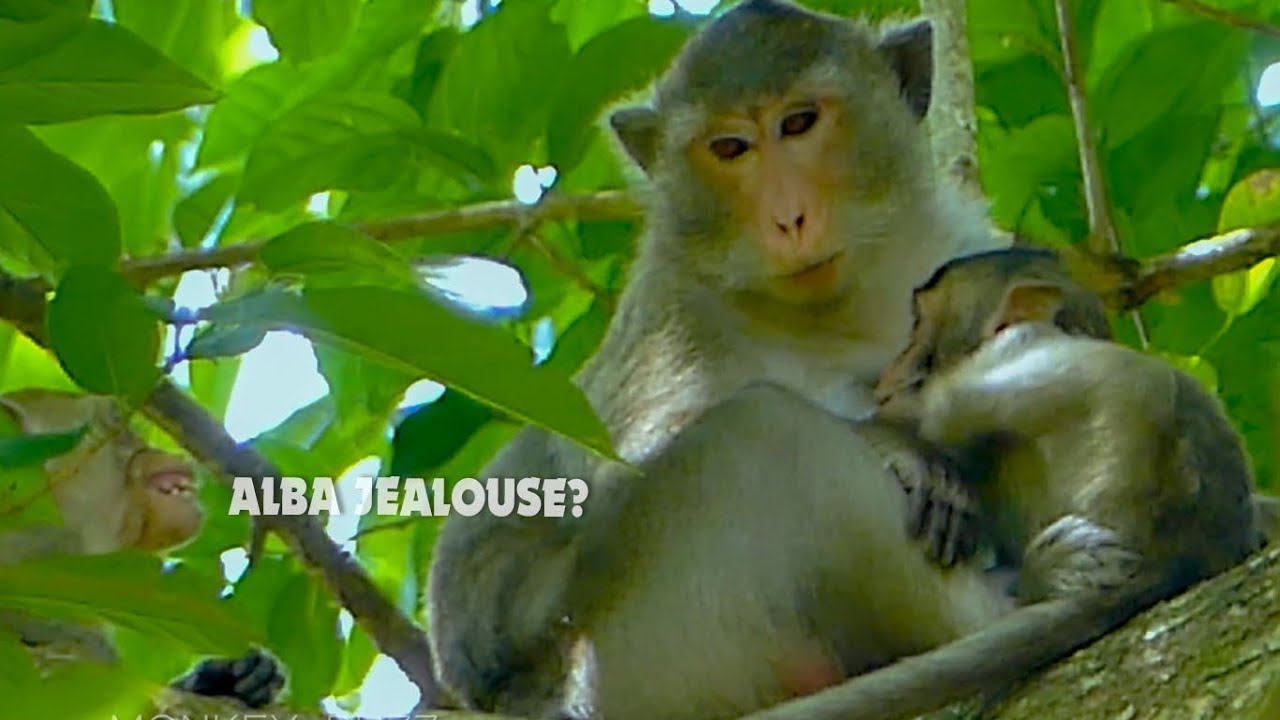 Pitiful eye... Lovely monkey Alba just want to get close with mum, Alba ...