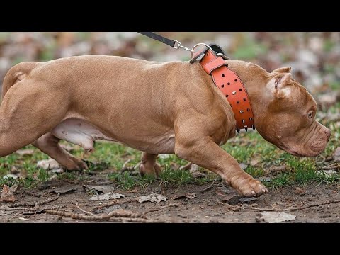 Pitbull resimleri #14