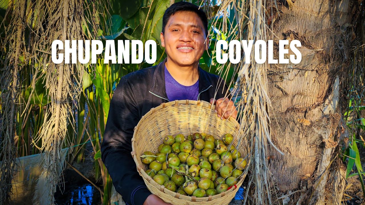 COYOLES EN MIEL 🏡 el sabor de un pueblo mágico - YouTube