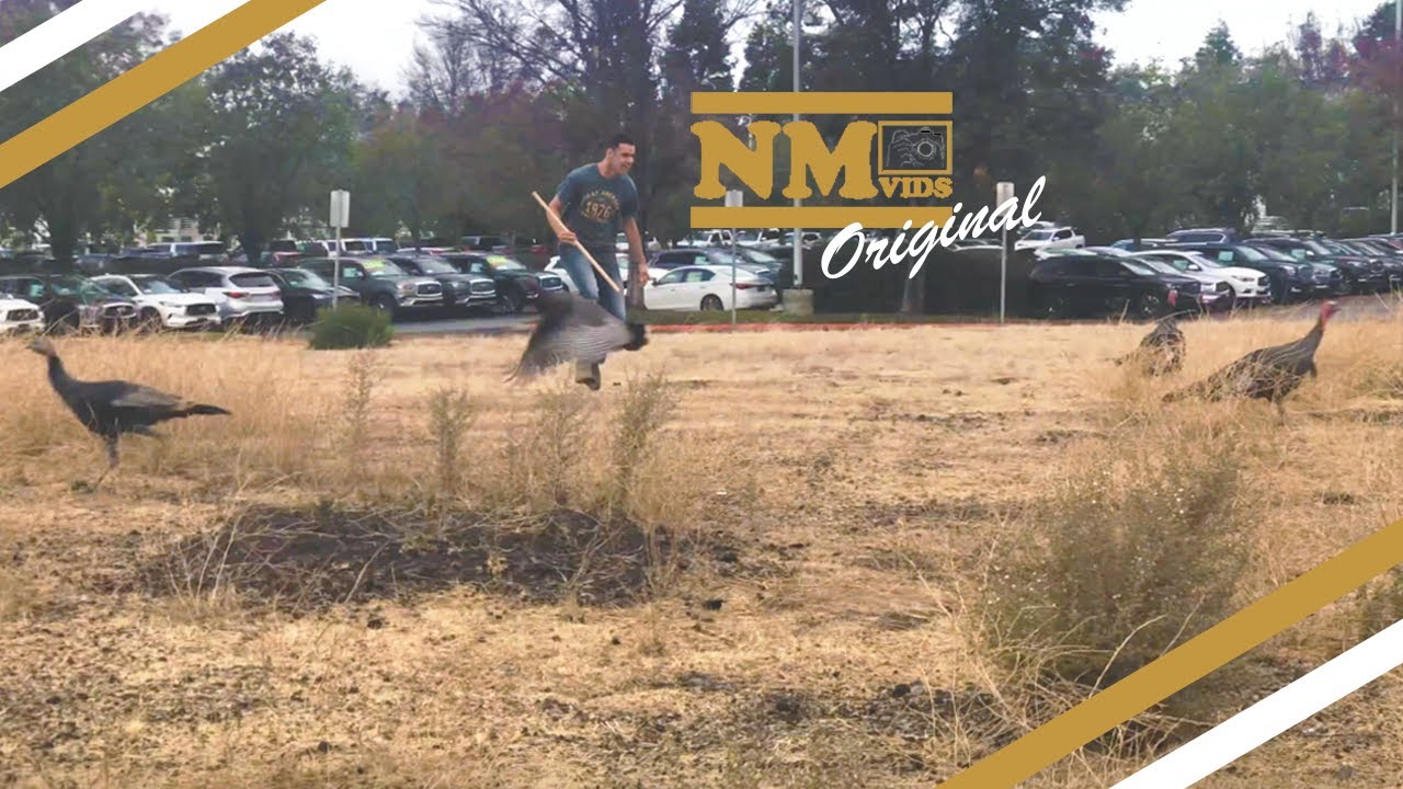 Chasing Turkeys Pt.2 - YouTube