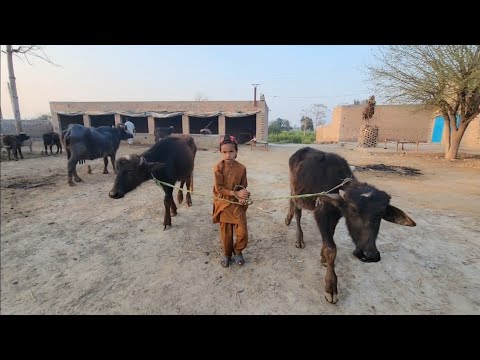 Buffalo calf care | Buffalo calf video | Chacha Bhatija - YouTube