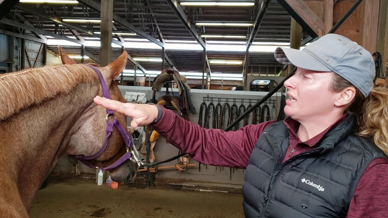 Mane and forelock banding tutorial - YouTube