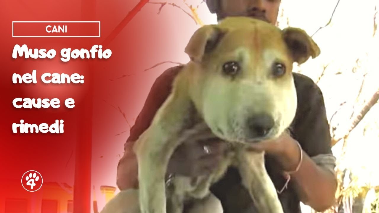 Muso gonfio nel cane: cause e rimedi | Amoreaquattrozampe.it - YouTube
