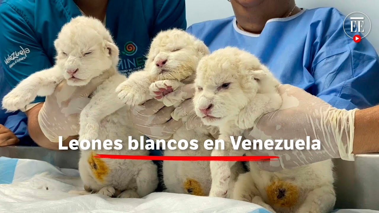 Tres leones blancos nacieron en el zoológico de Venezuela | El ...