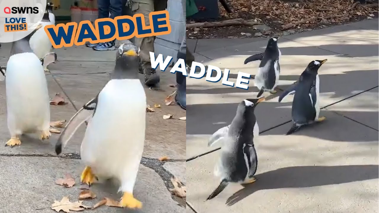 Happy penguins go for a walk! 🐧😍 | LOVE THIS! - YouTube