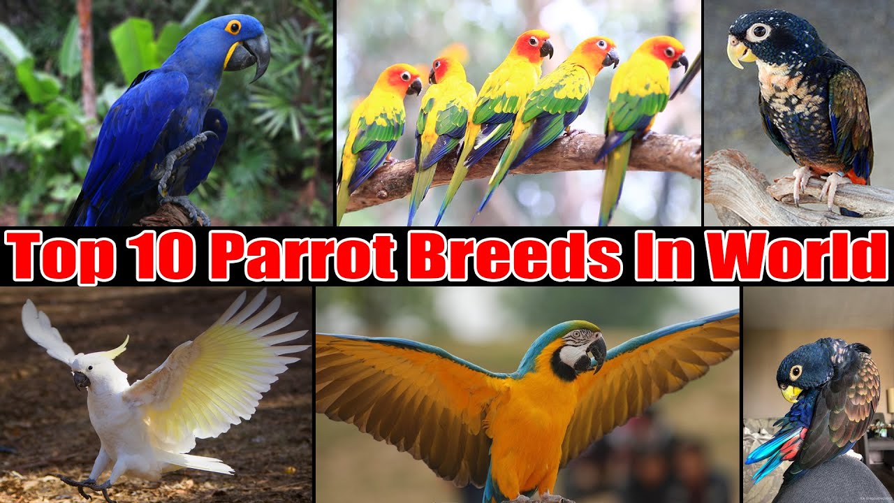 Top 10 Best Parrot Breeds In The World | Birds Society - YouTube